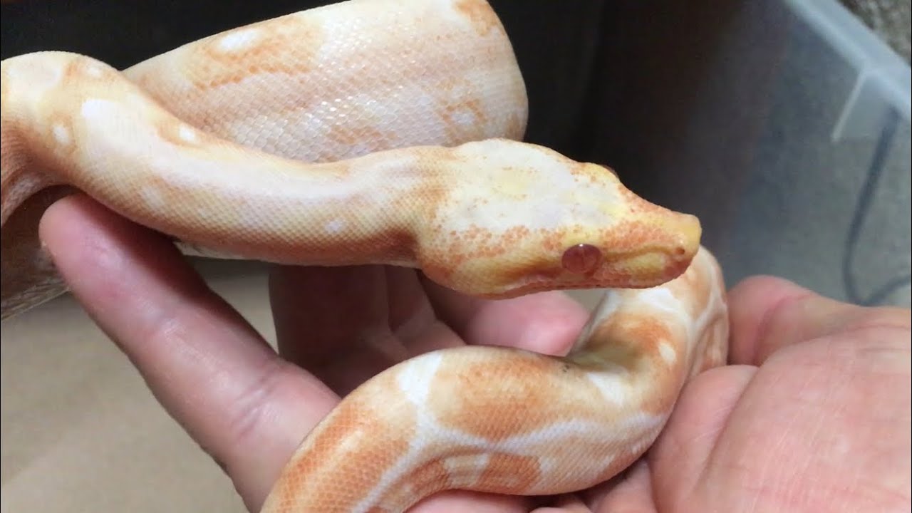 Ejemplares con genetica leopard |Mega Boas| - YouTube