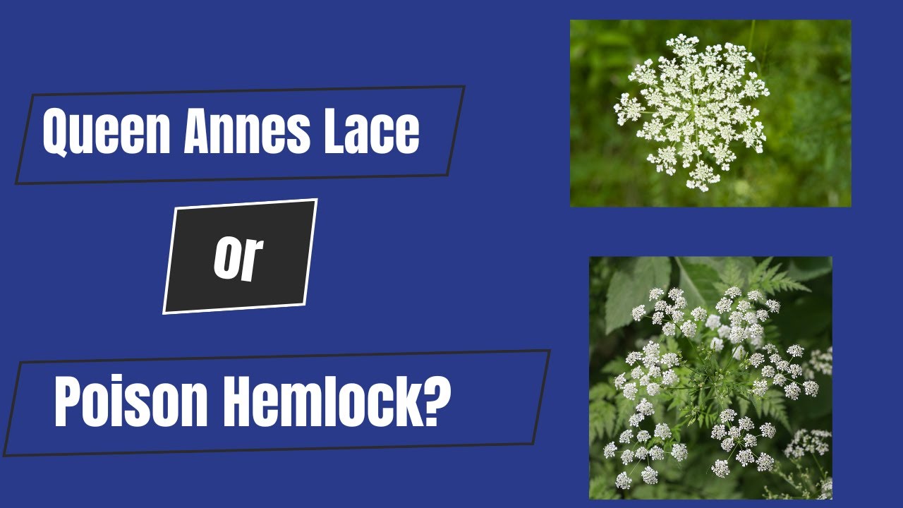 Know Before You Touch: Queen Anne's Lace vs. Poison Hemlock (identify ...