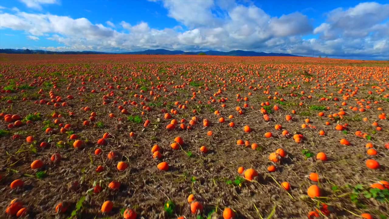 Pumpkin Patch Drone view - YouTube