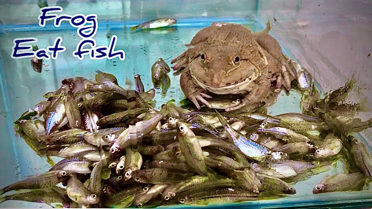 Frog eating | Pixie frog | Pacman frog | Horned frog | Frog time 🐸 | - YouTube