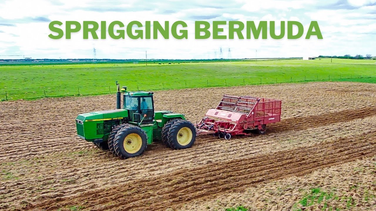 SPRIGGING BERMUDA - YouTube