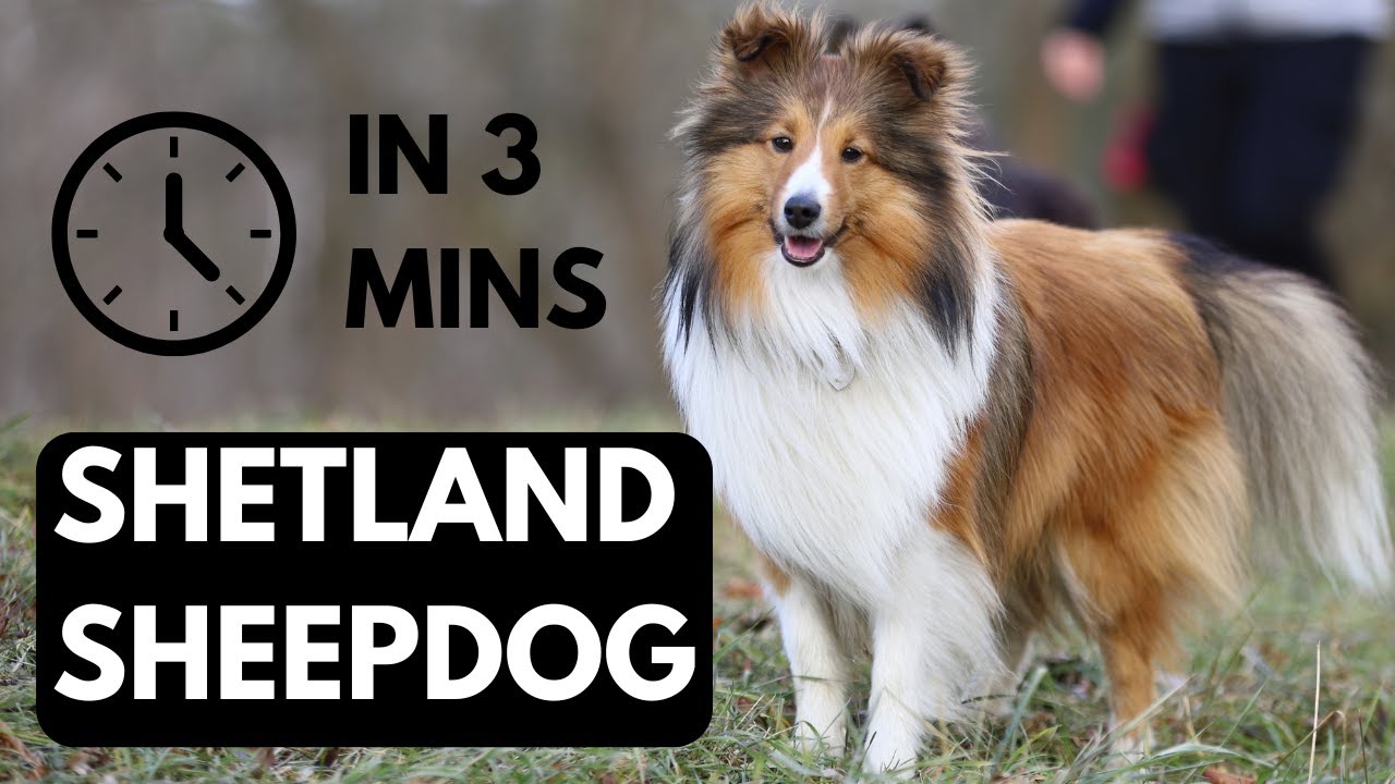 Shetland Sheepdog: Everything You Need to Know! 🐶 | Smart, Loyal, and ...