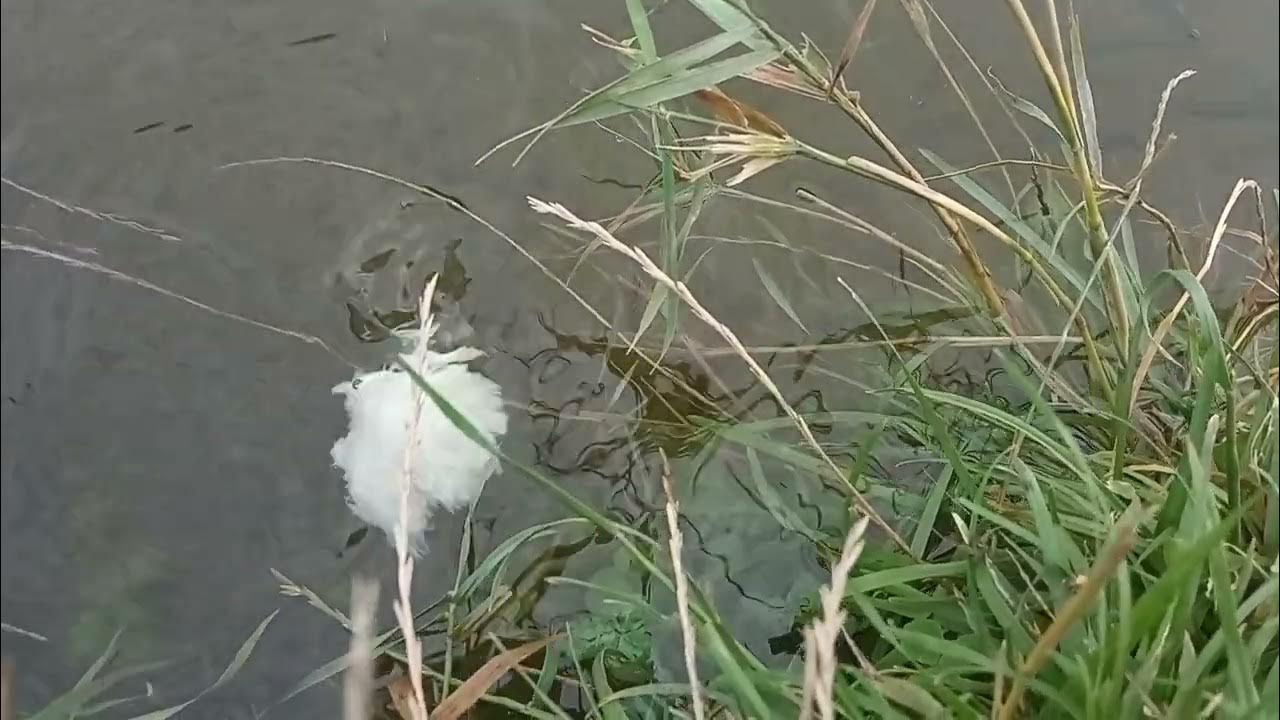 Рибки 🐟🐠 - YouTube