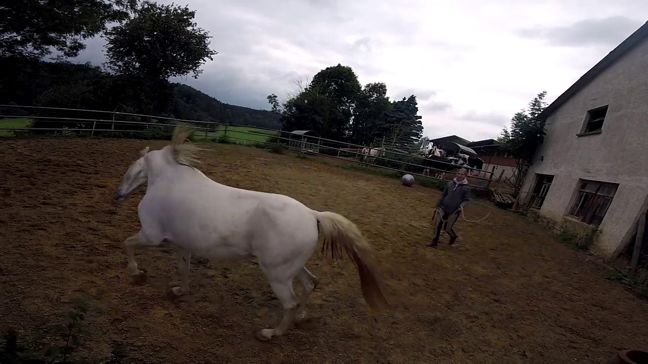 Unicorn Training (2) - YouTube