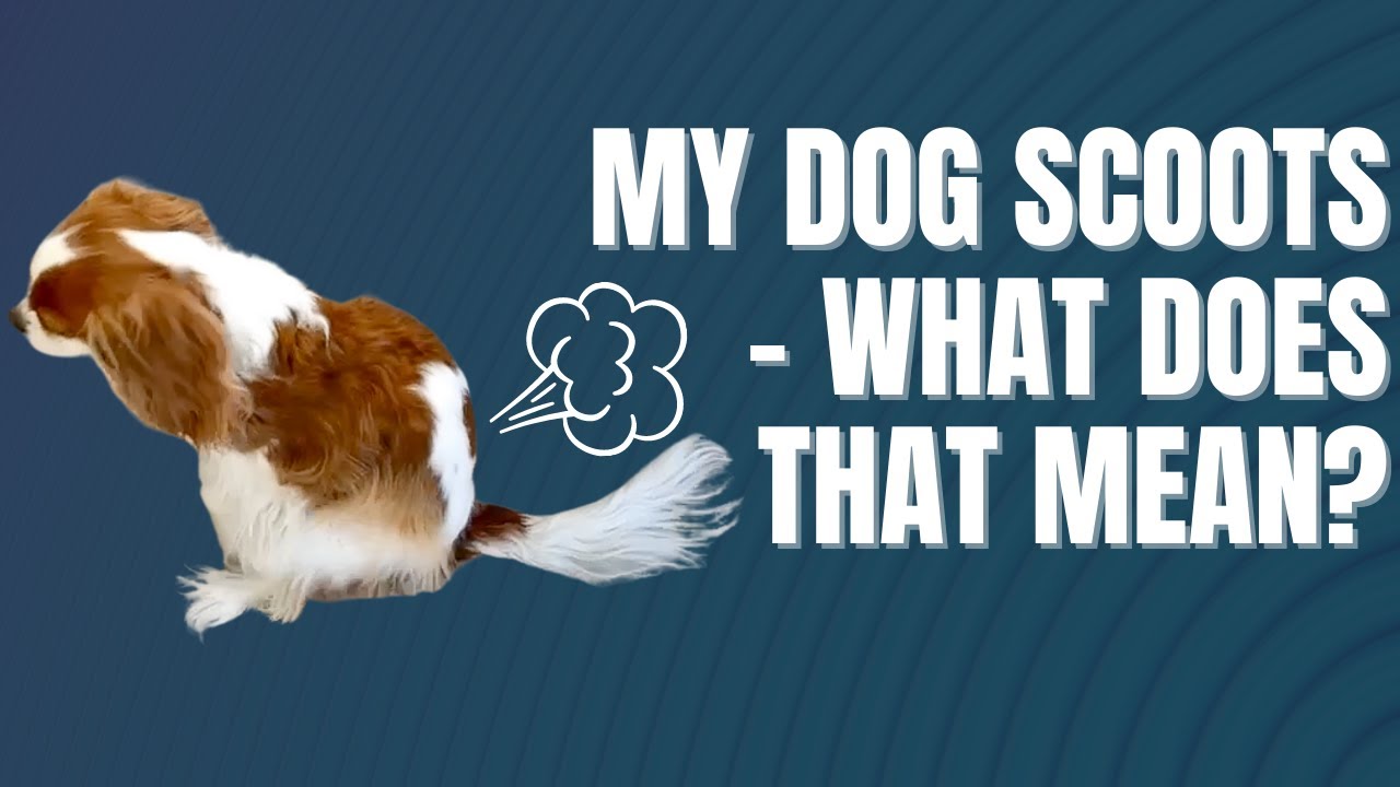 MY DOG SCOOTS - WHAT DOES THAT MEAN? // Tips to make your dog less ...