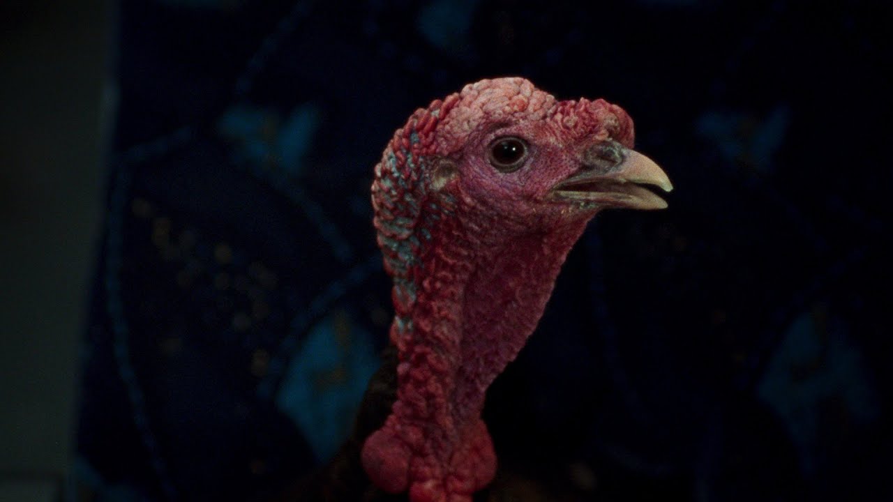 Universal Language, un film de Matthew Rankin - Trailer - YouTube