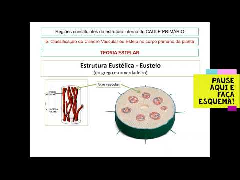 3. Caule Primário - Cilindro Vascular e classificação dos Estelos 3/8 ...