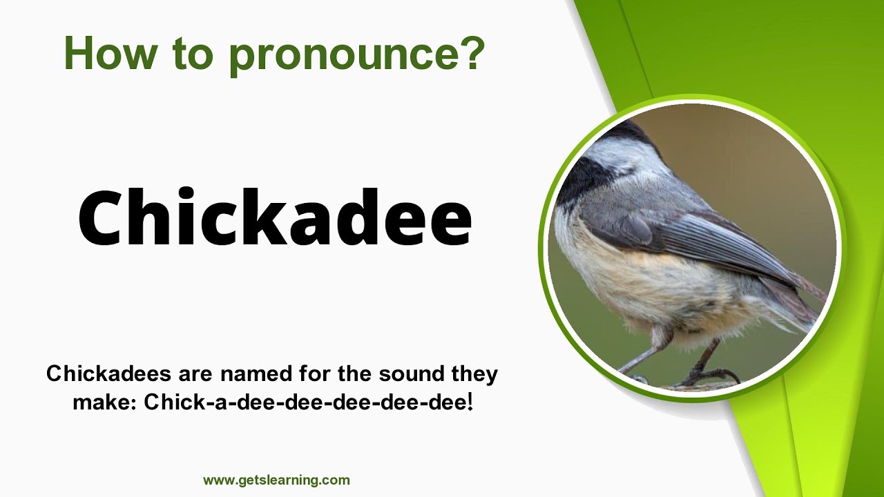 How to pronounce Chickadee Correctly in English - YouTube