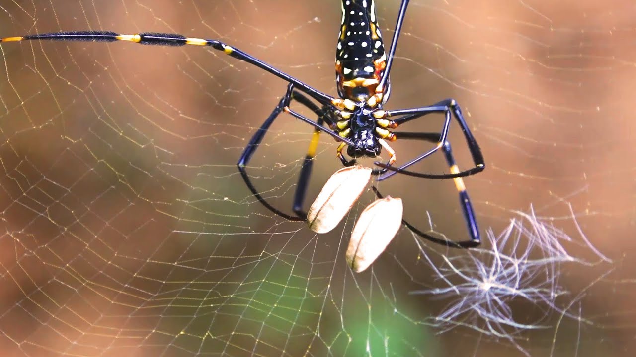How To Golden Spider Cleaning Its Web - YouTube