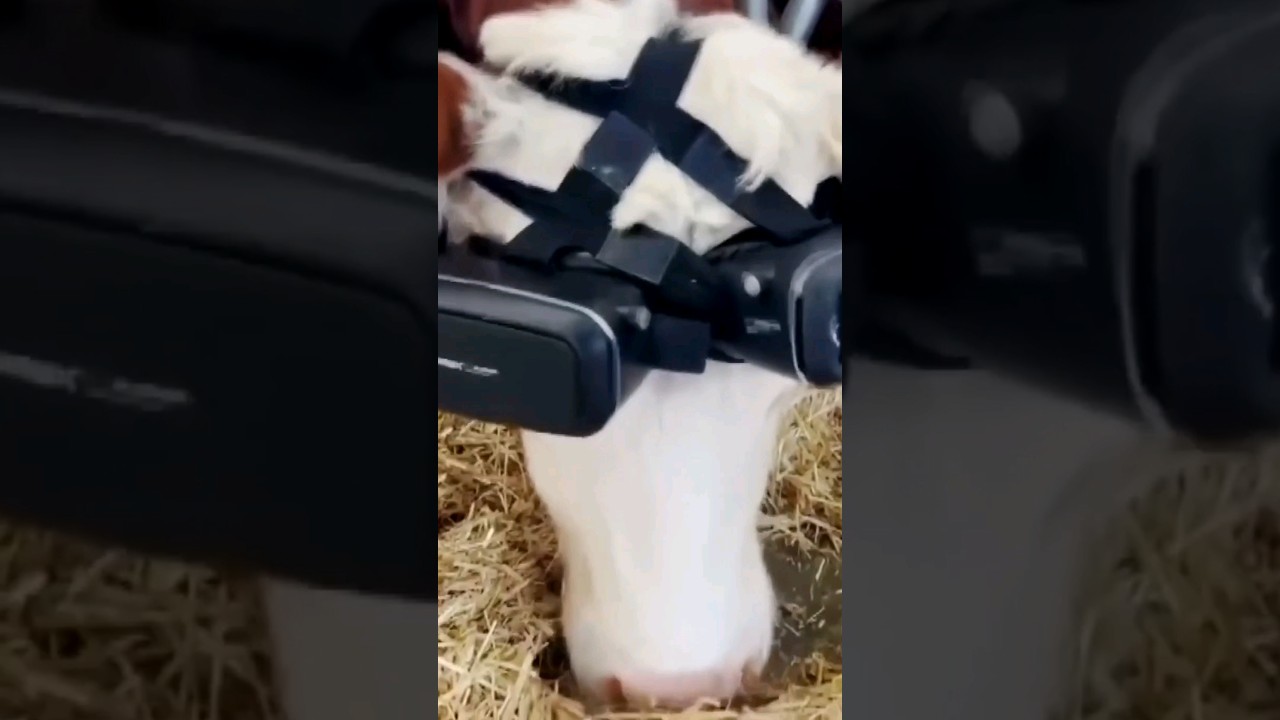Why These Cows wearing VR Glasses? #shorts - YouTube