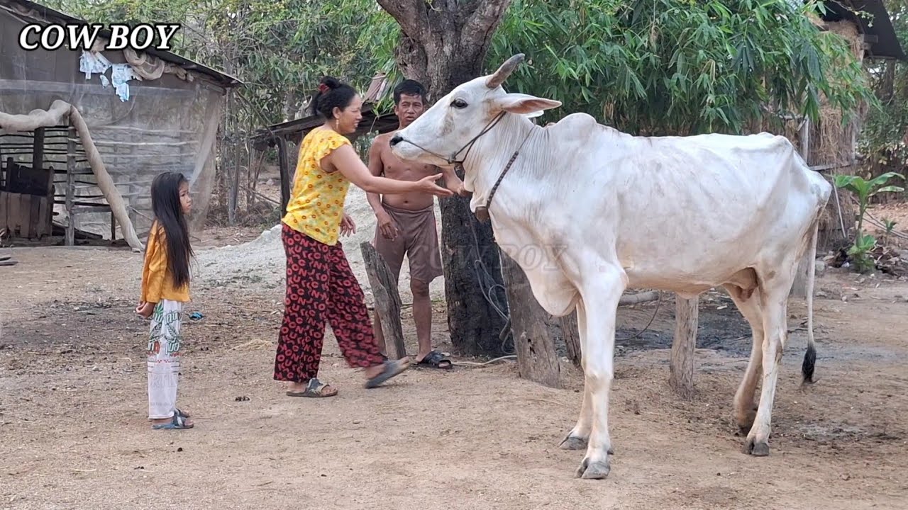 Early in the morning, the poor cow came to meet the man on the farm ...