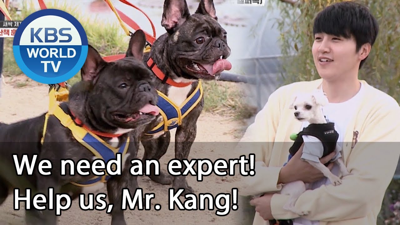 We need an expert! Help us, Mr. Kang! (Dogs are incredible) | KBS WORLD ...