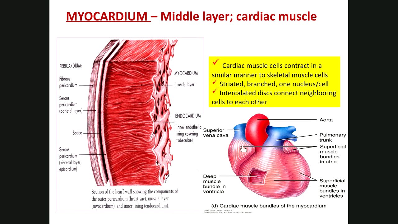Heart #1 video - YouTube
