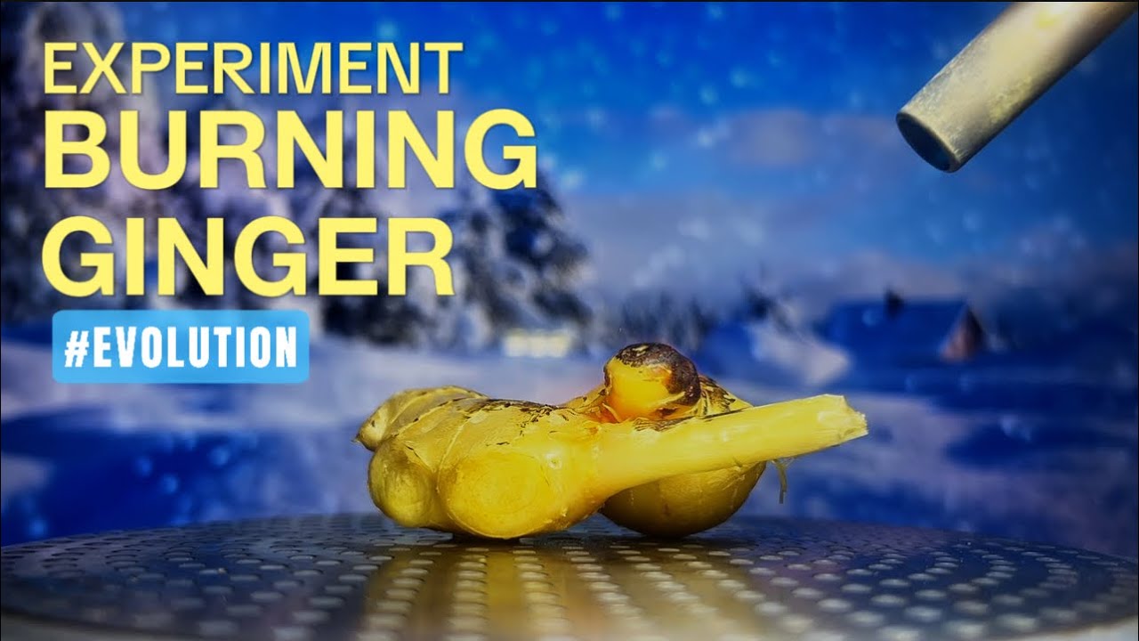 I Discovered the SHOCKING Ginger Evolution Secret! - YouTube