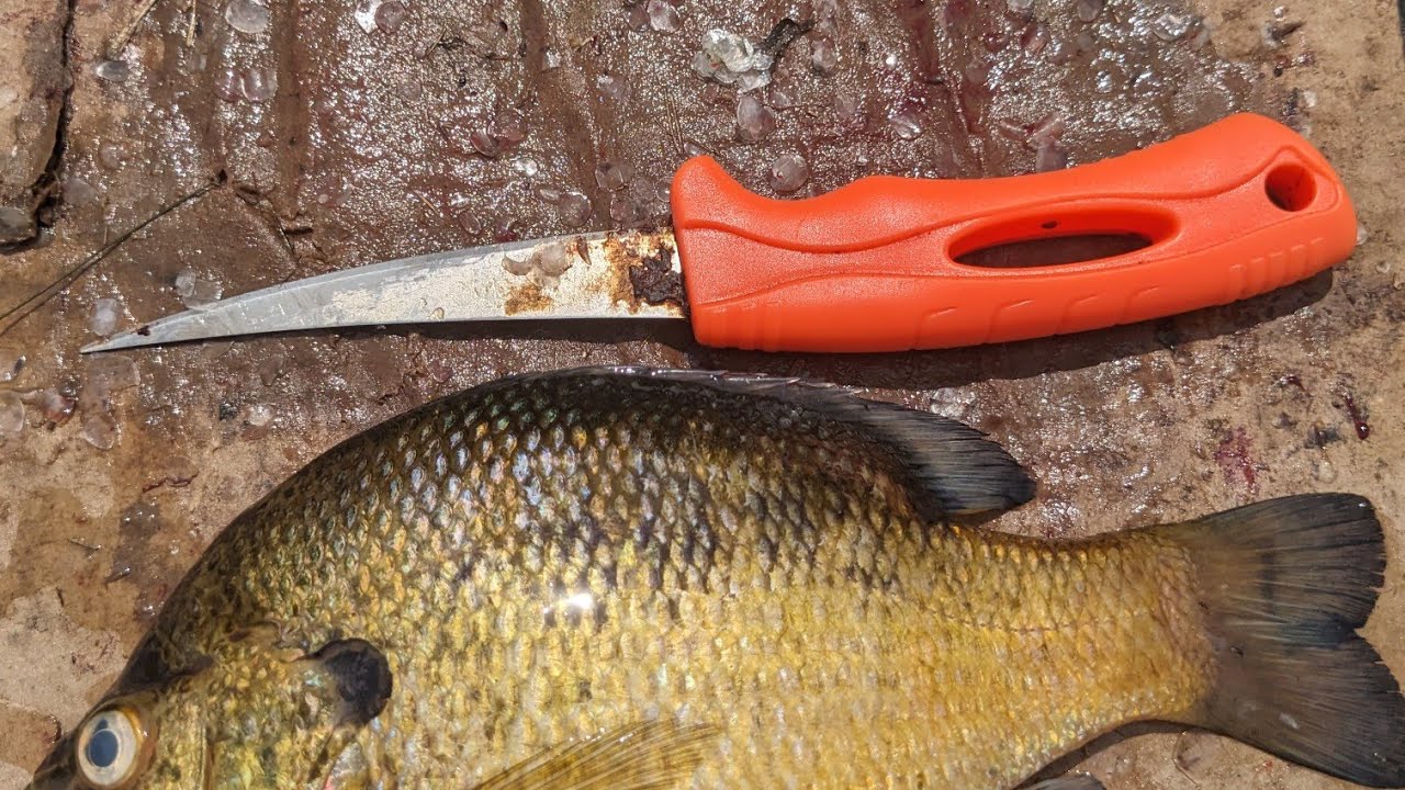 Gathering Bait. #billingsleybrandlures #trapper - YouTube