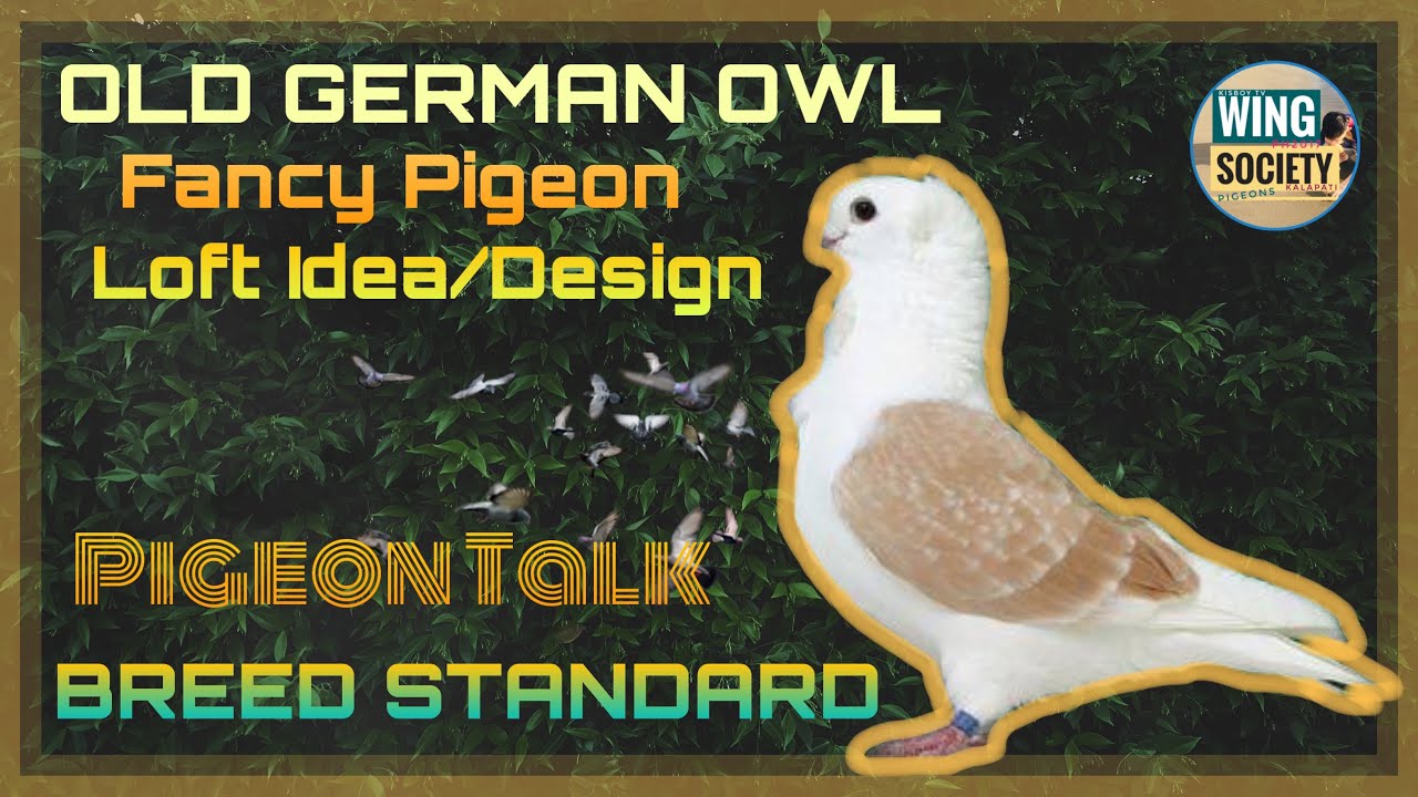 Old German Owl - All About this Breed by Golubovi Galebici - Loft ...