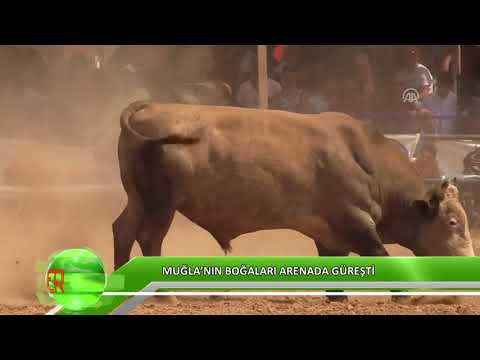 Muğla’nın boğaları arenada güreşti