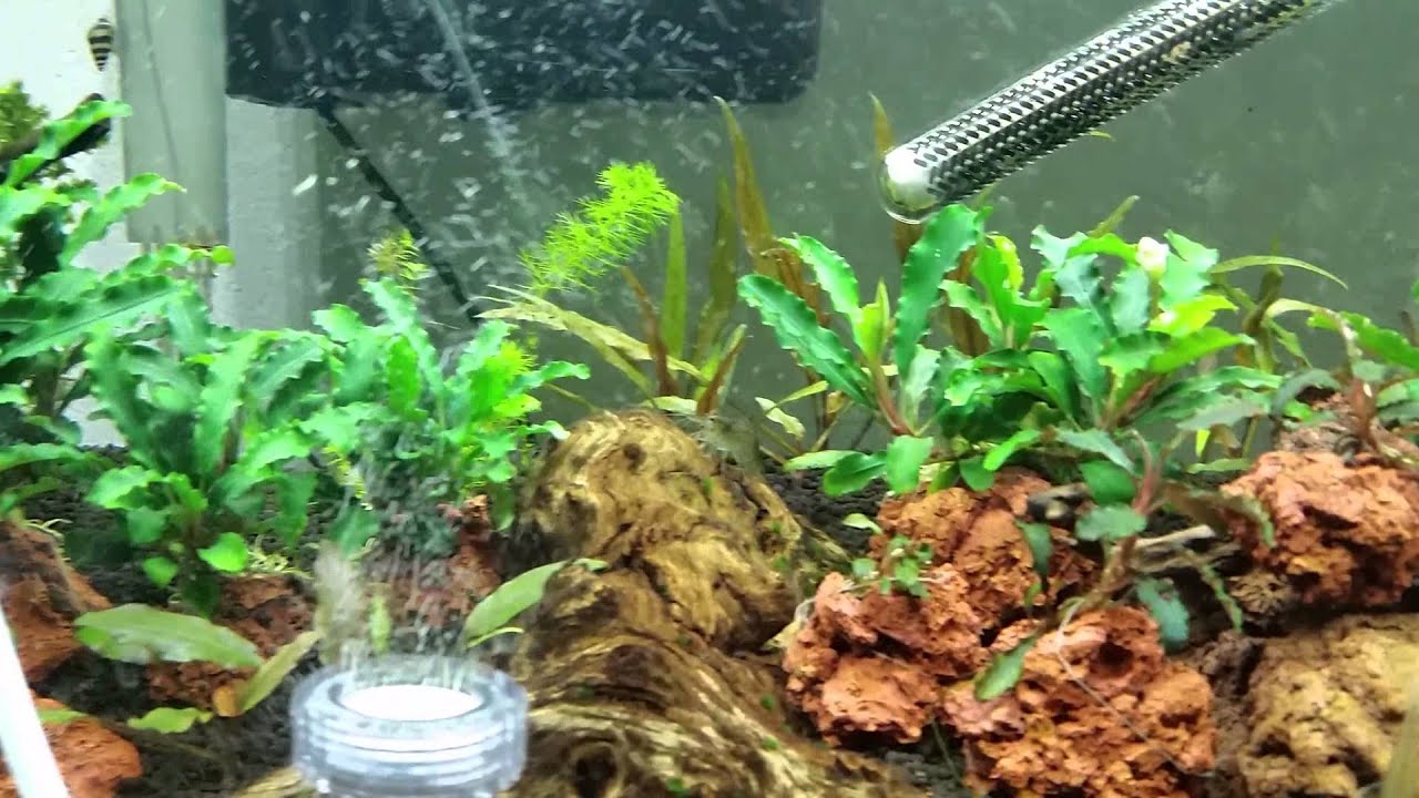 Bucephalandra Tank - YouTube