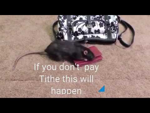 If you don't pay your tithes this will happen... - YouTube