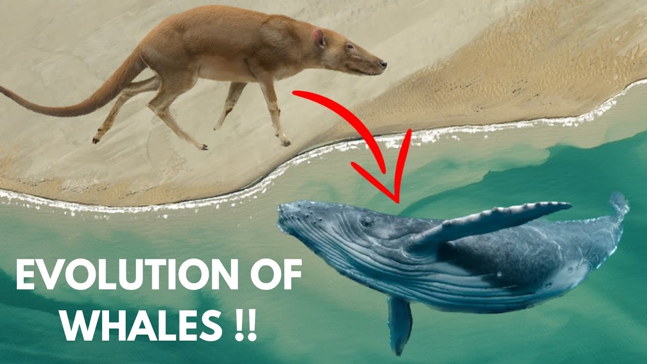 SHOCKING EVOLUTION OF WHALES EXPLAINED !! - YouTube