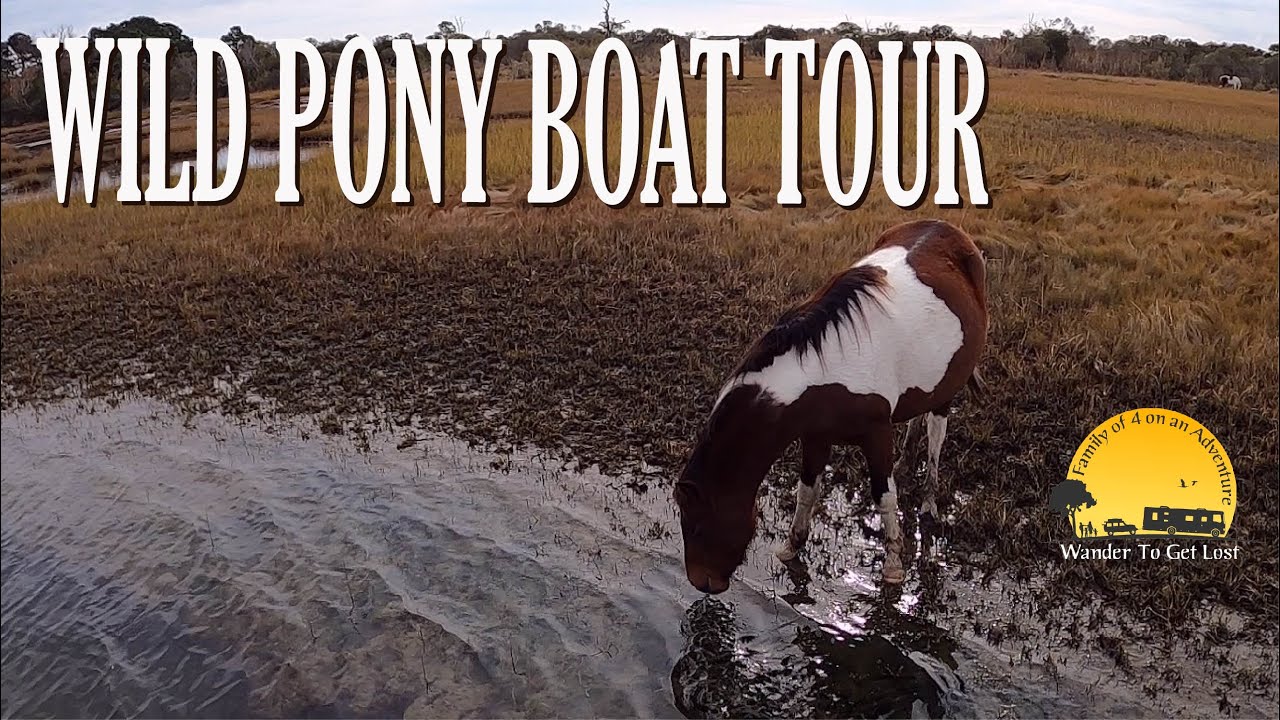SO CLOSE WE COULD TOUCH THEM - Wild Pony Boat Tour | S3E15 - YouTube