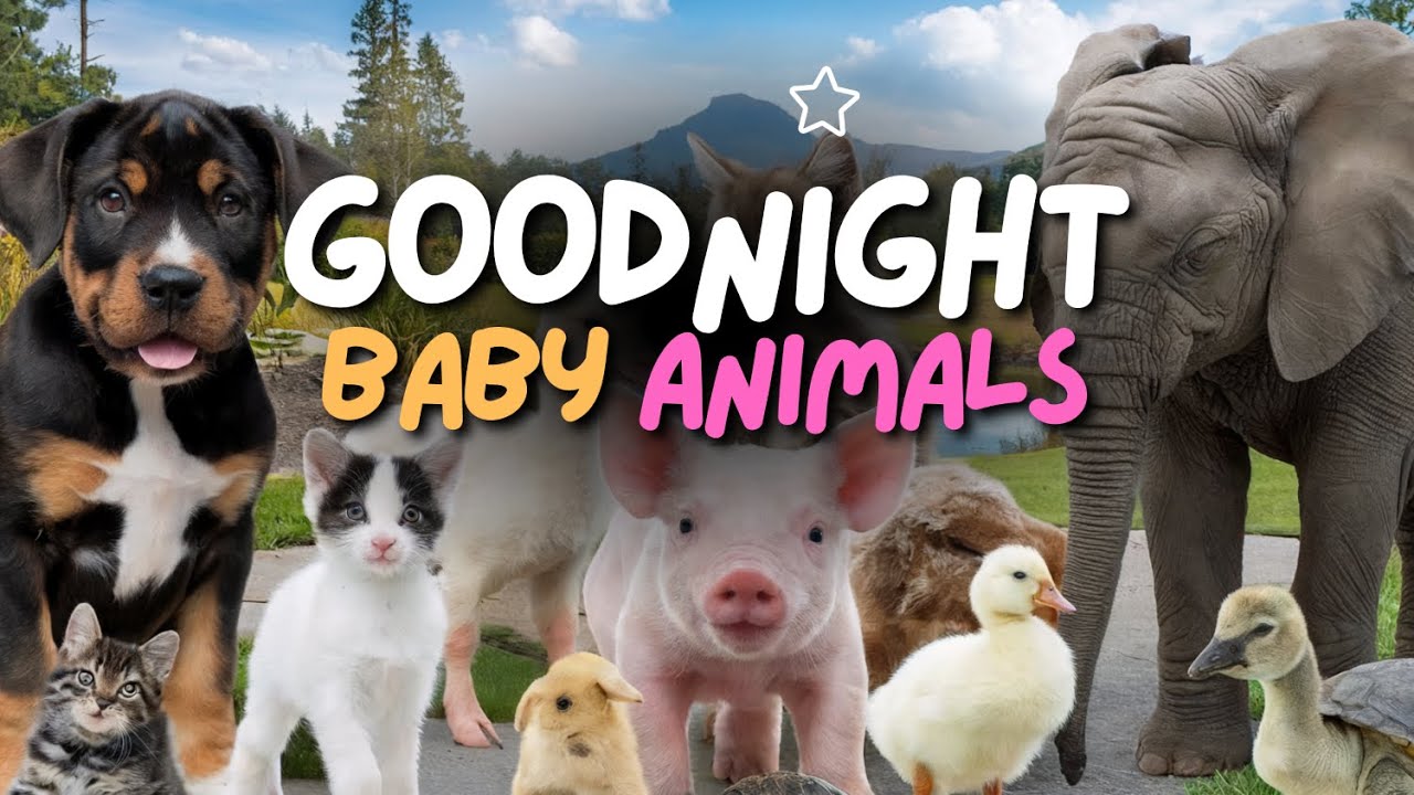 🌟Goodnight 15 Baby Animals | Bedtime Story for Kids and Toddlers ...