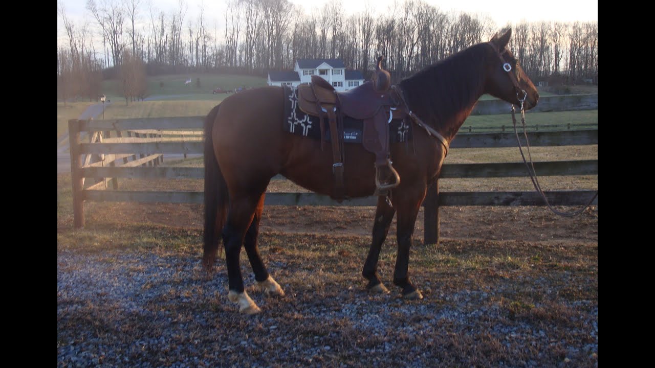 AQHA 6 YO Mare*Stunning Quiet All Around Mare*Boston Mac Bred - YouTube