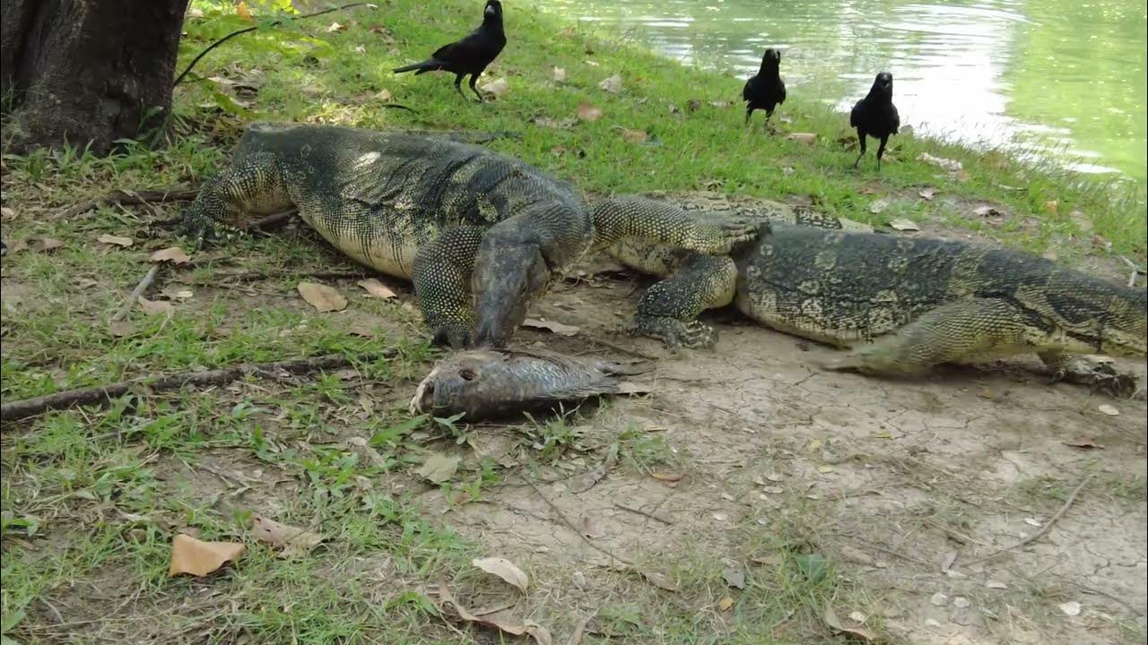 Monitor lizards wrestle with each other and with tilapia carcass. - YouTube