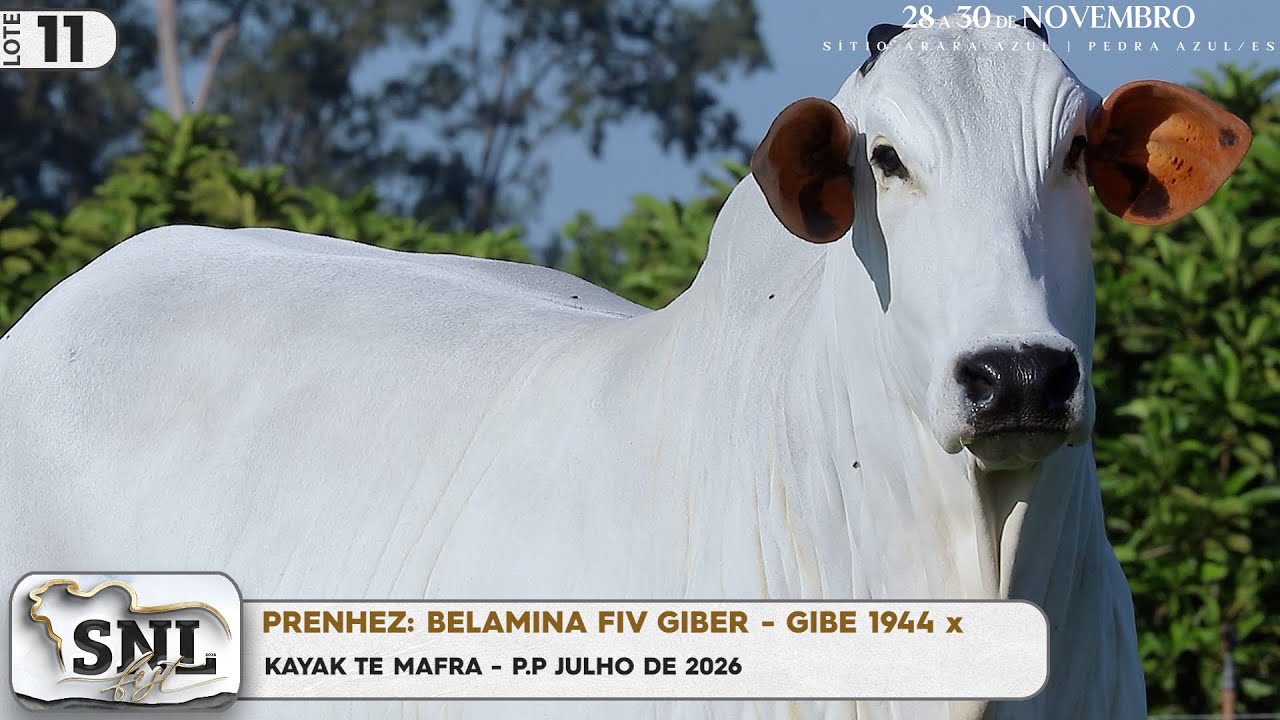 LOTE 11 GIBE 1944 - YouTube