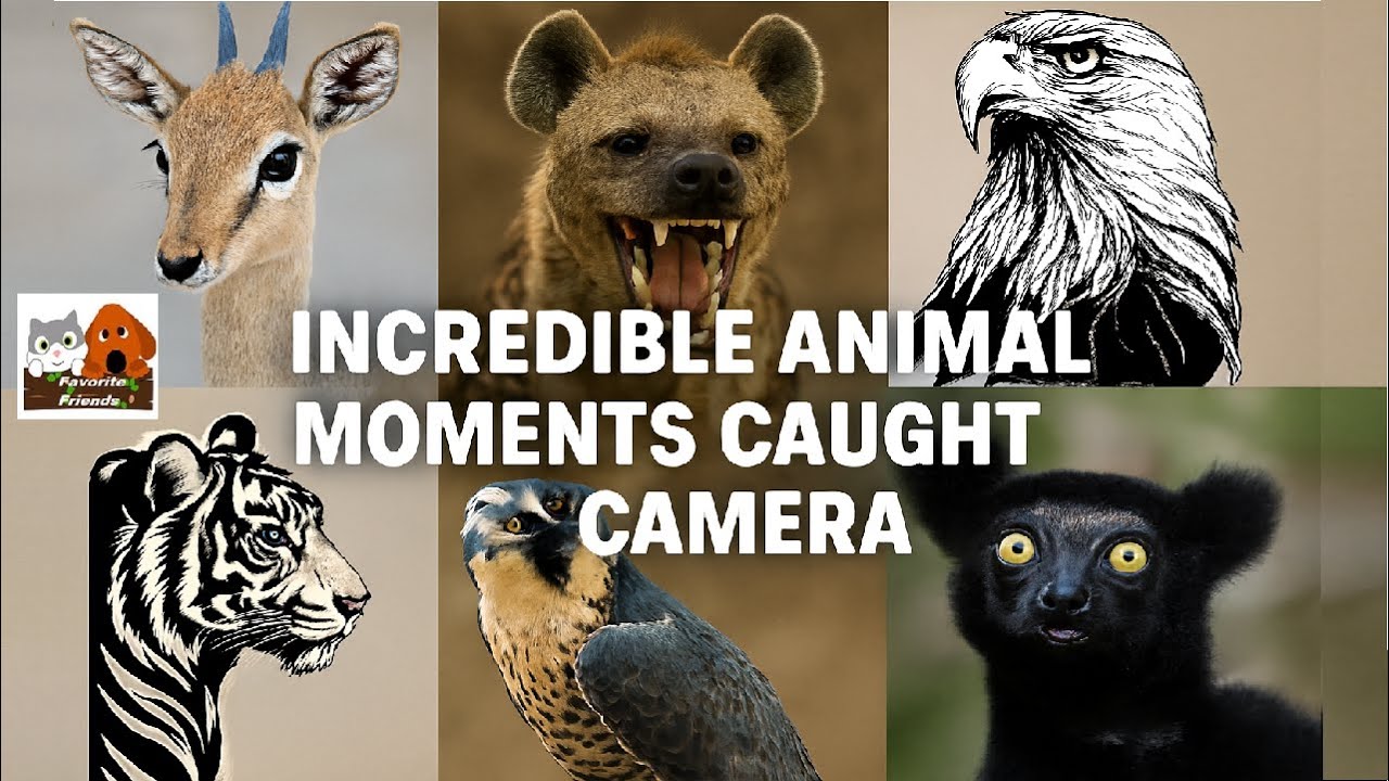 Favorite Friends / INCREDIBLE ANIMAL MOMENTS CAUGHT ON CAMERA - YouTube