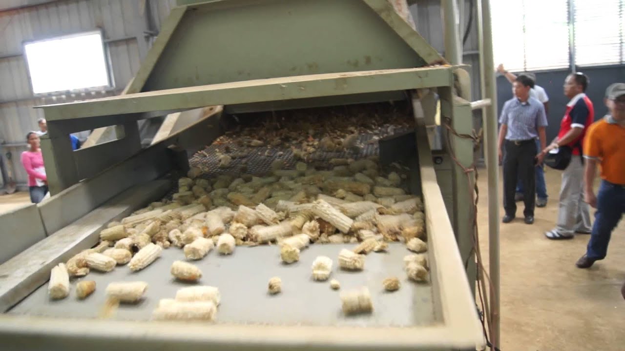 The Test-run of the Corn Processing Complex: 02 From the pit to sheller ...