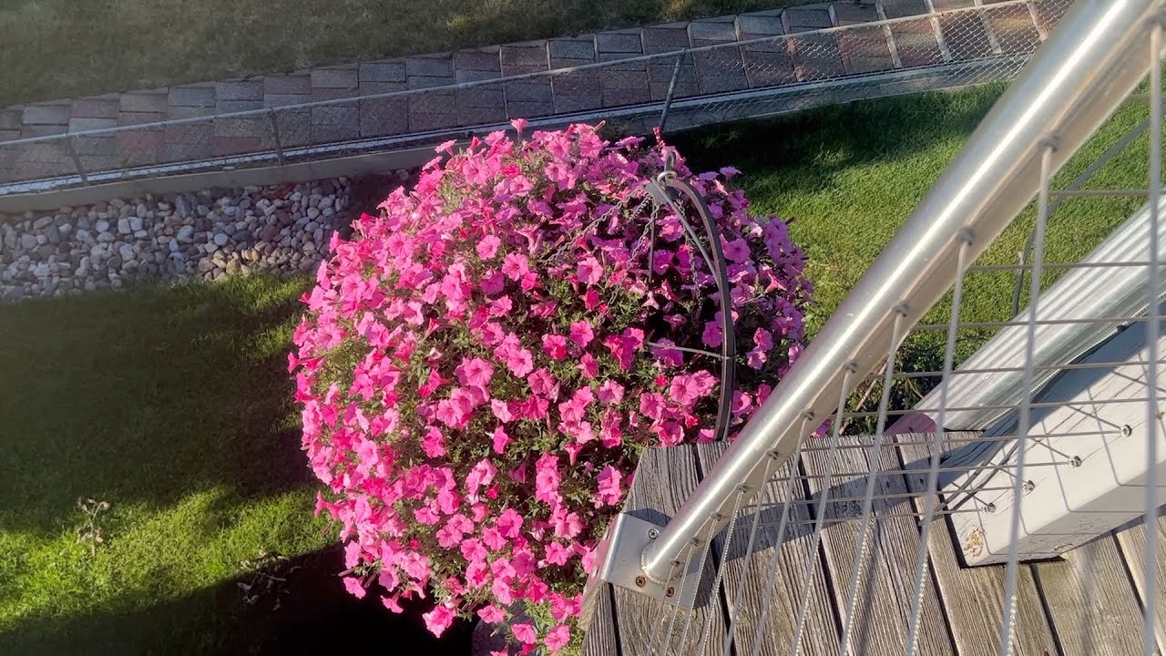 2022 Supertunia Vista Bubblegum Hanging Baskets Series Video 10 - July ...