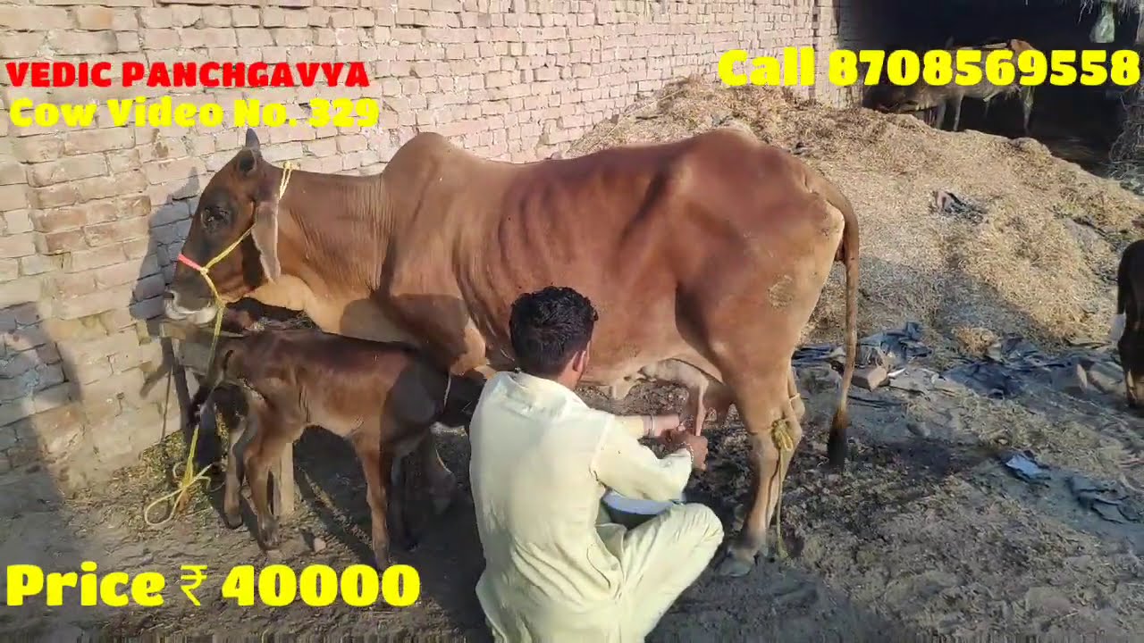 (329) Sahiwal # Rathi breed Cow - YouTube