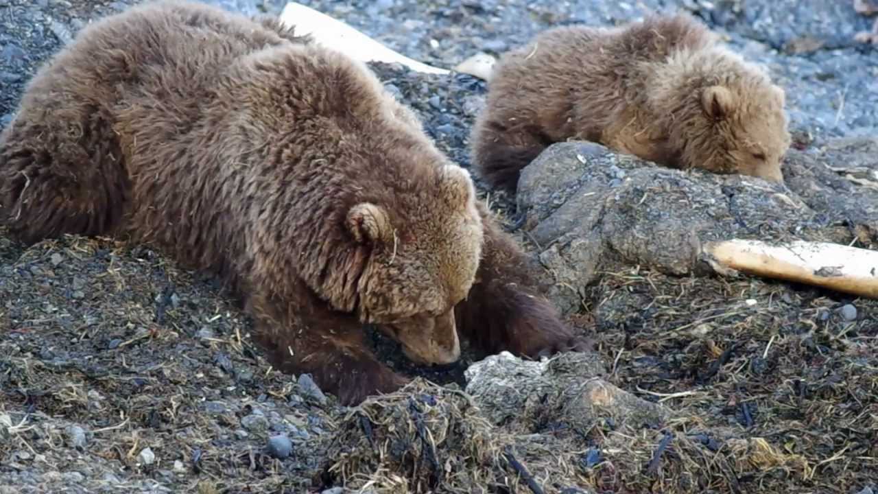Kodiak Bears Feeding on a Whale Carcass, part 2 - YouTube