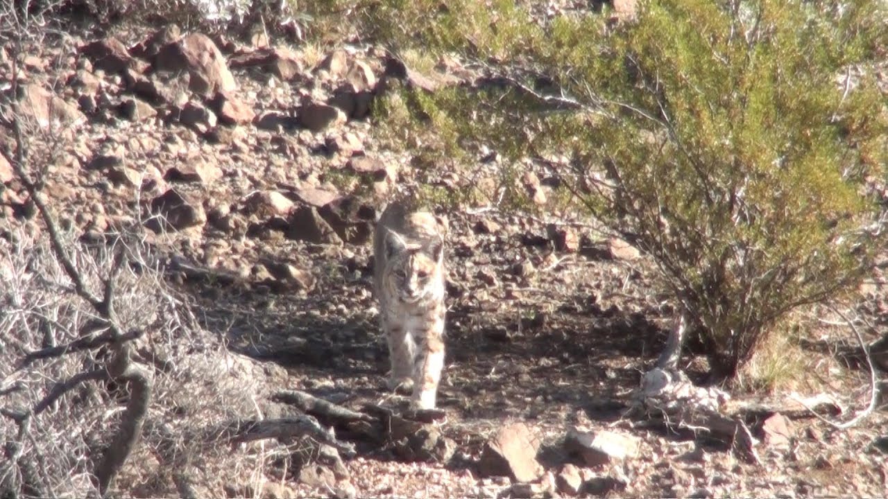 Bobcat keeps hunting the decoy! - YouTube
