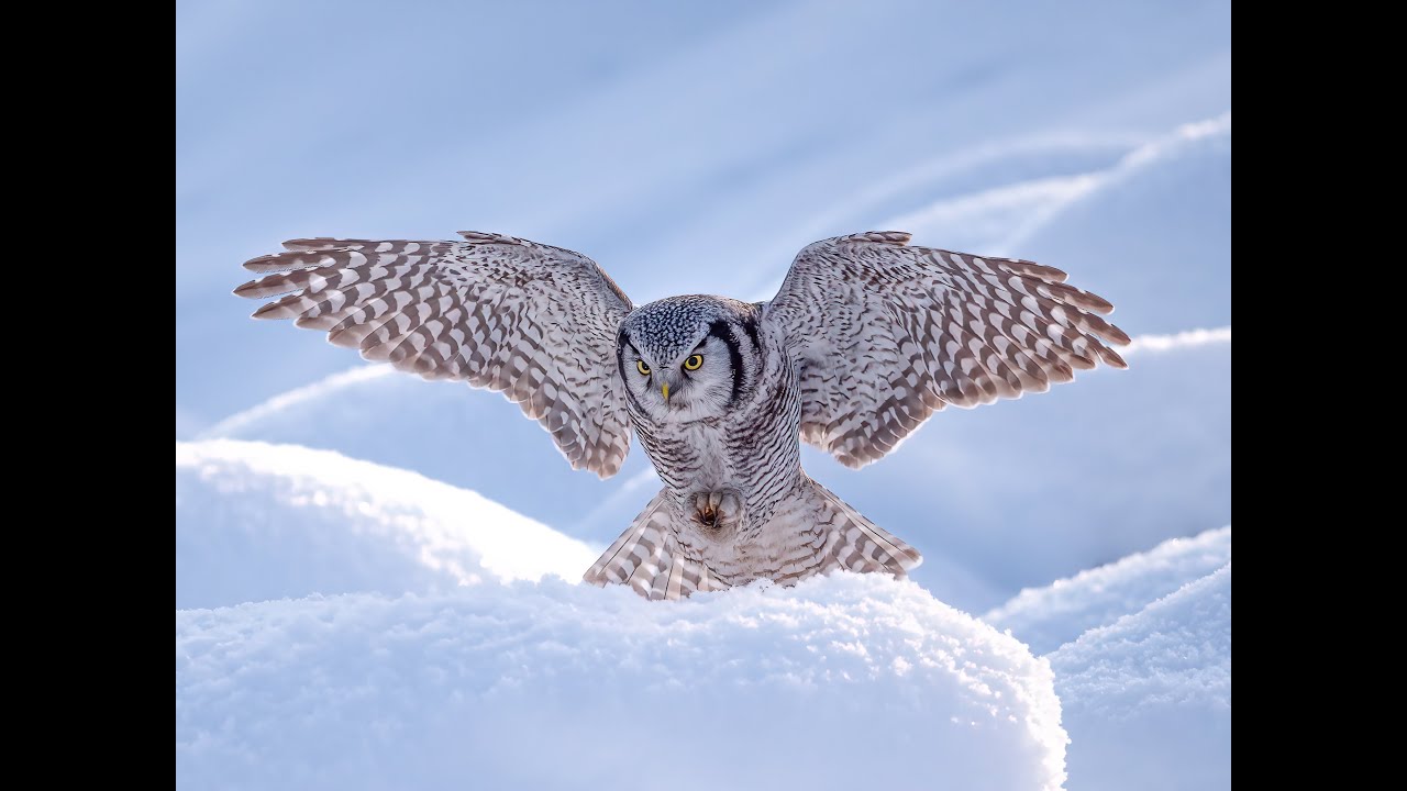 Hawkowl-Haukugle - YouTube