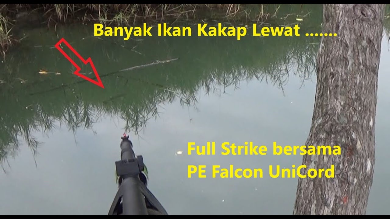 PASER IKAN KAKAP MEMAKAI PE FALCON UNI CORD (Hunting Fish use Falcon ...