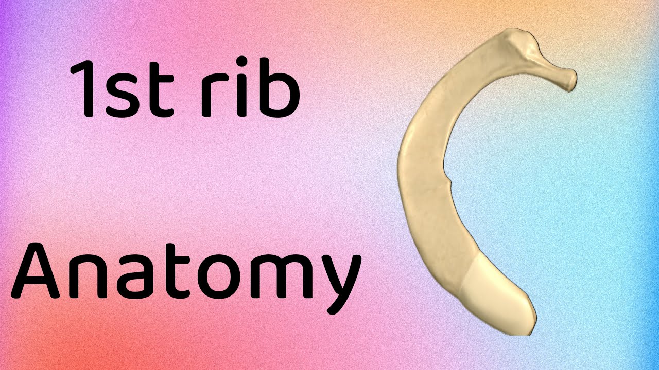 1st rib anatomy || 1st rib anatomical points || 1st rib lacture || 1st ...