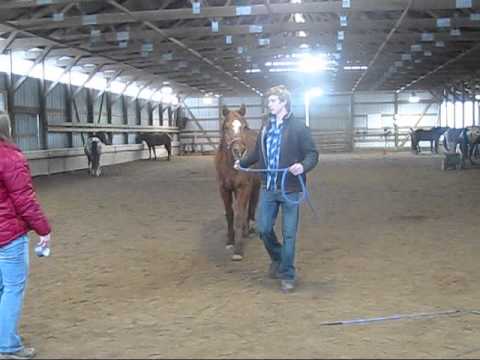 Vet Clinic- Hind End Lameness - YouTube