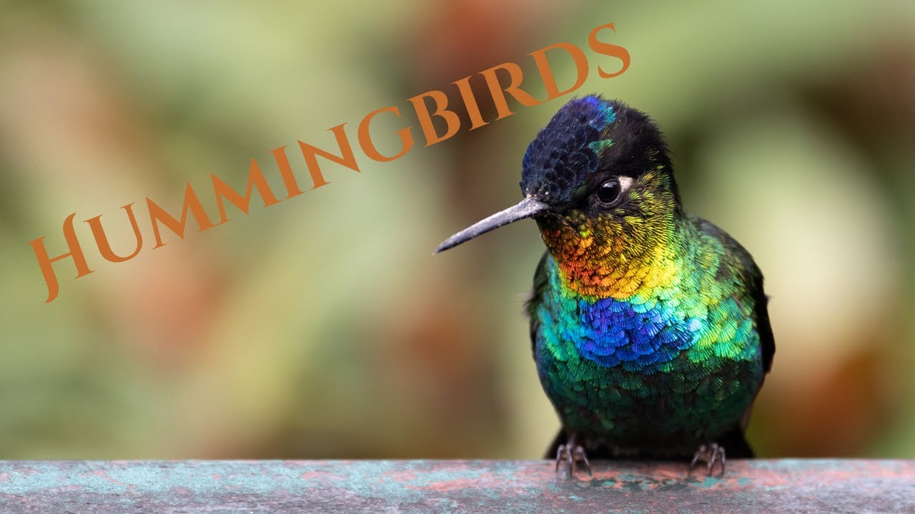 Hummingbirds - YouTube