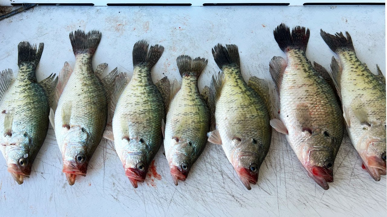 Crappie Fishing Out Of JON BOAT {Catch Clean Cook} LIVE SCOPE - YouTube