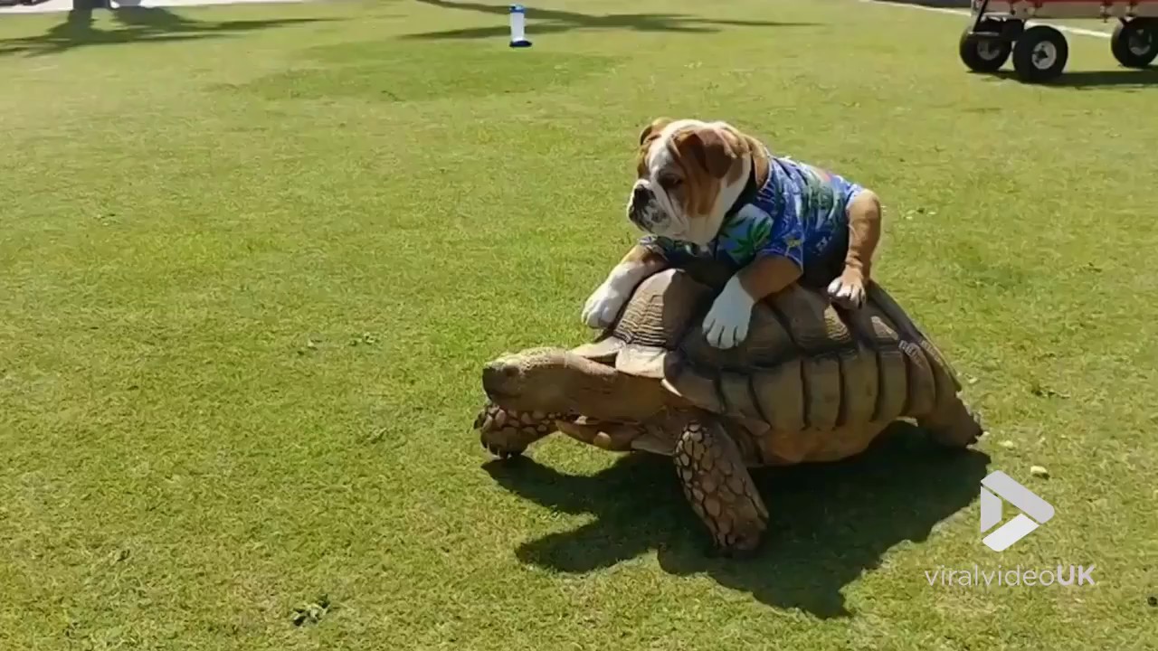 English Bulldog getting a ride home || Viral Video UK - YouTube