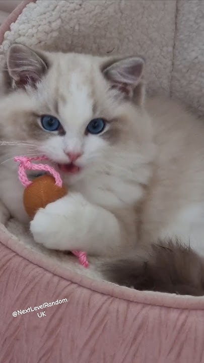 Cute Playful Ragdoll Cat - YouTube