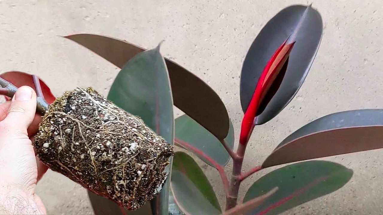 2 Easy Ways to Propagate Rubber Tree (Ficus elastica) - YouTube