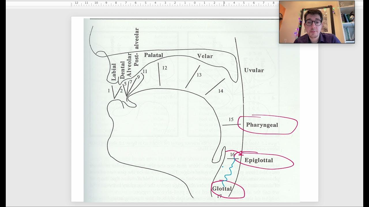 Linguistics 341 - Introduction to Phonetics - Place of Articulation II ...