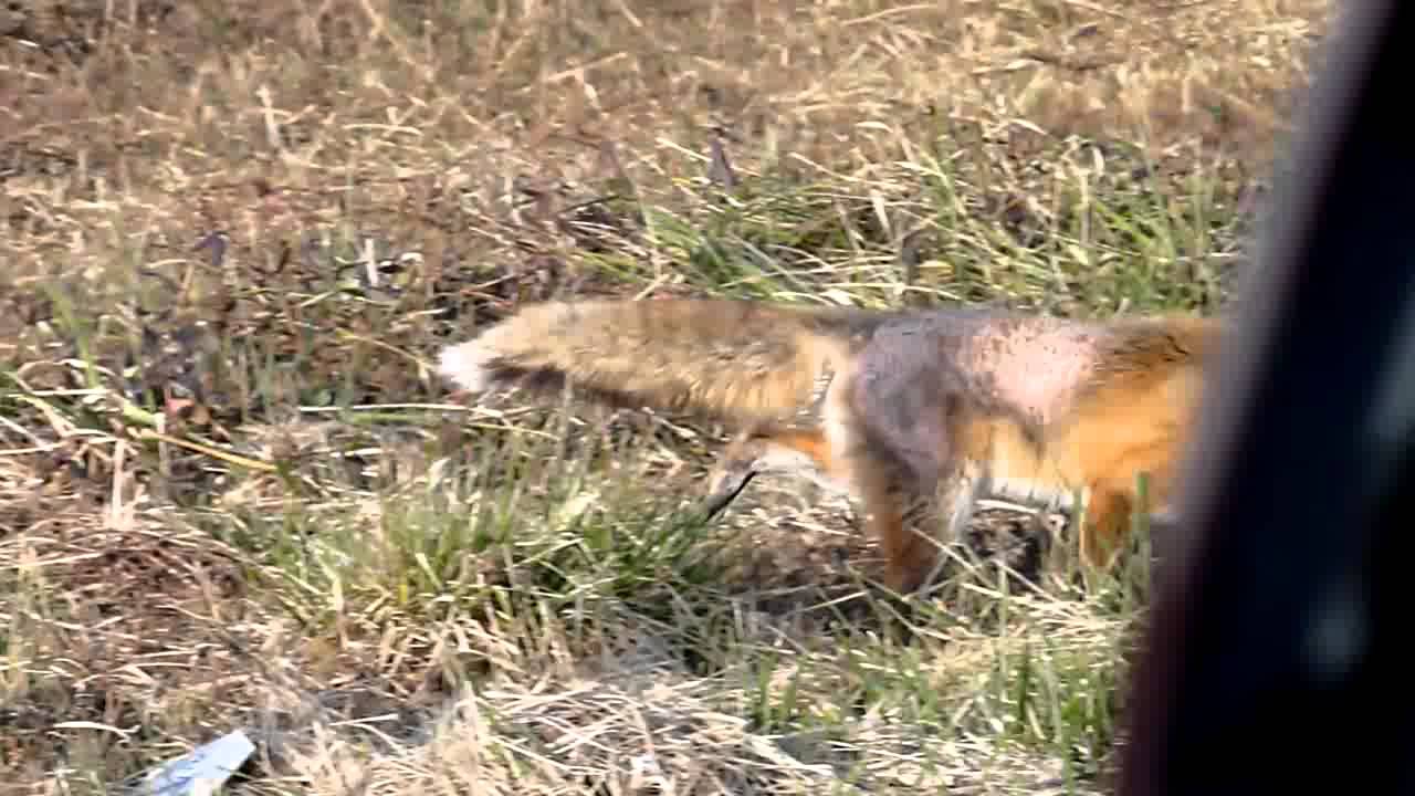 Red Fox Bombay Hook National Wildlife Refuge - YouTube