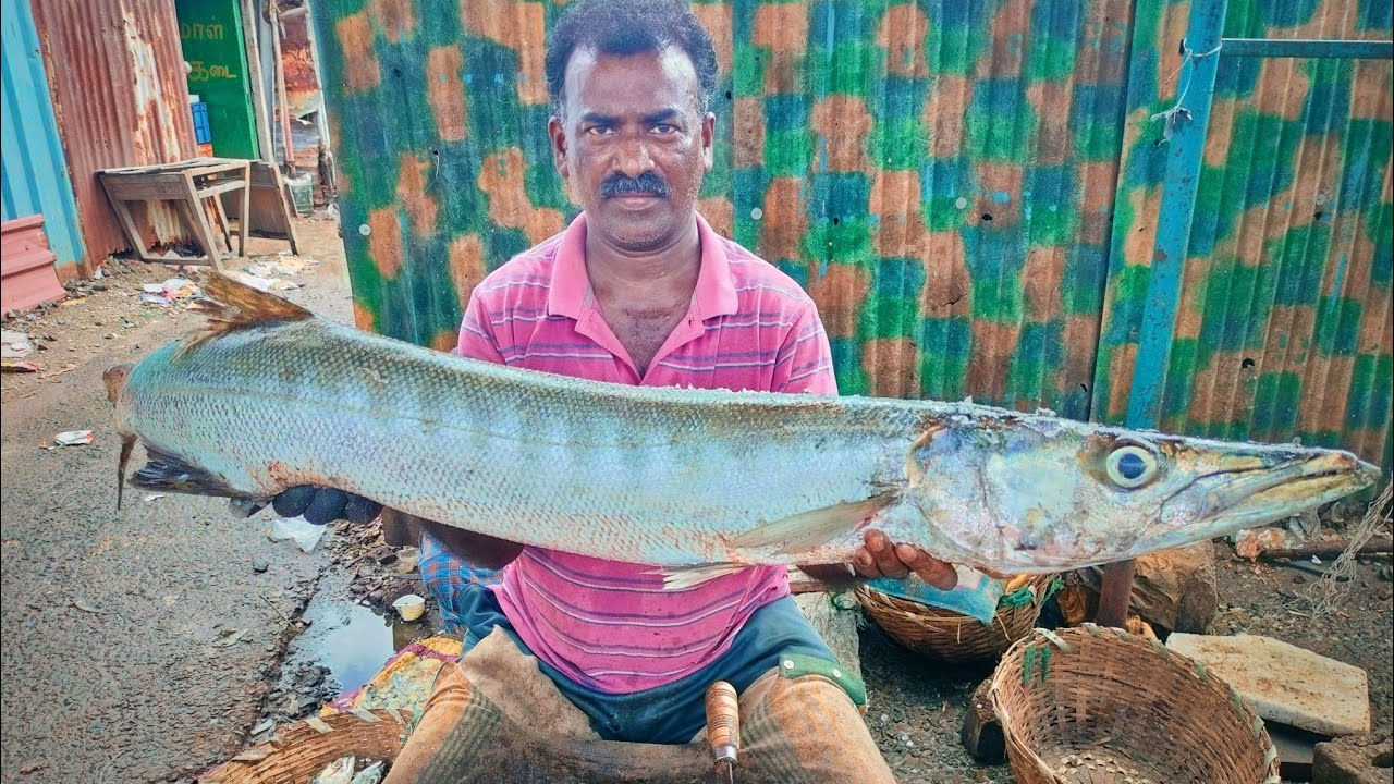 😲 Giant Sheela Fish Cutting Skills | Kasimedu Market | rsk fish world ...