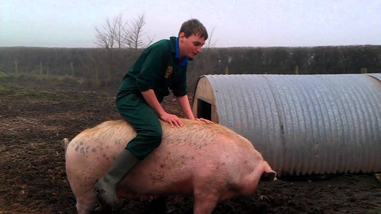 Pig Rodeo - YouTube