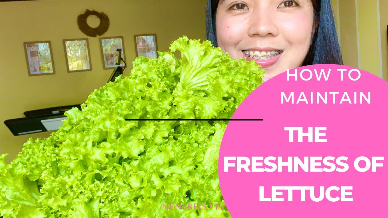 HOW TO MAINTAIN THE FRESHNESS OF HARVESTED LETTUCE? PUT IN A CONTAINER ...