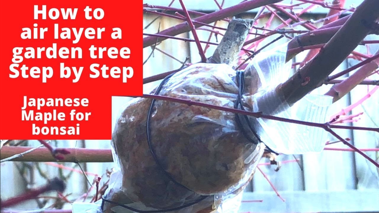 How to air layer a garden tree. Step by step air layer process ...